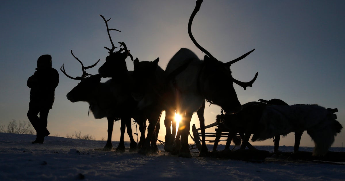 Anthrax outbreak kills hundreds of reindeer - CBS News