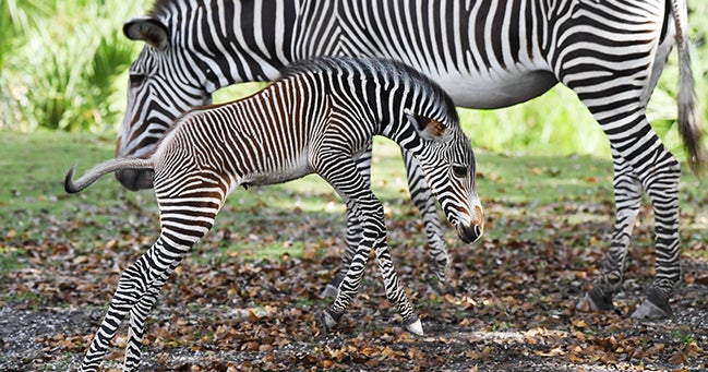 Endangered baby zebra makes debut at Zoo Miami - CBS News