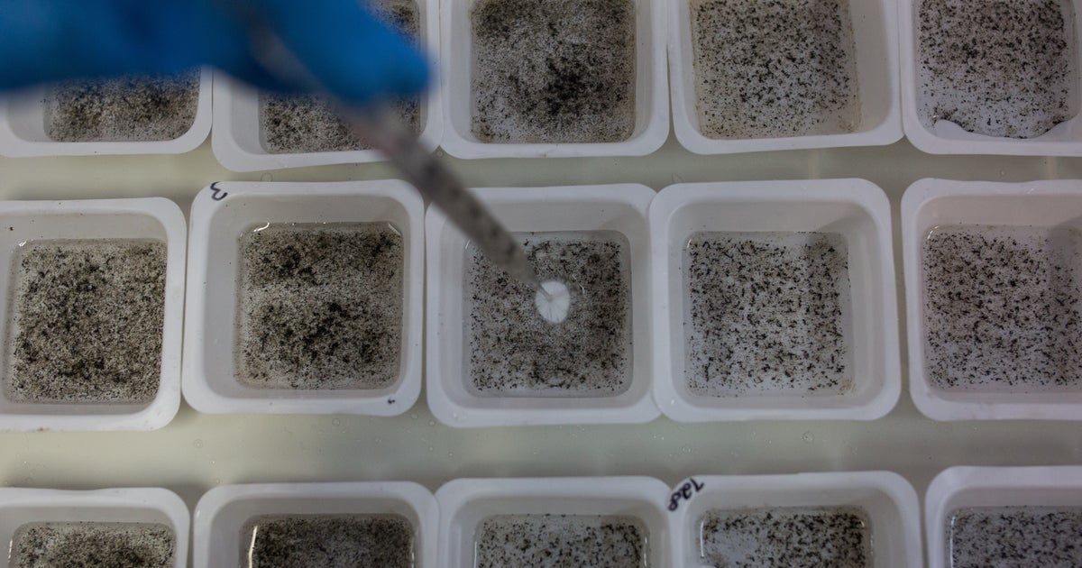 FDA approves GMO mosquito test in Florida - CBS News