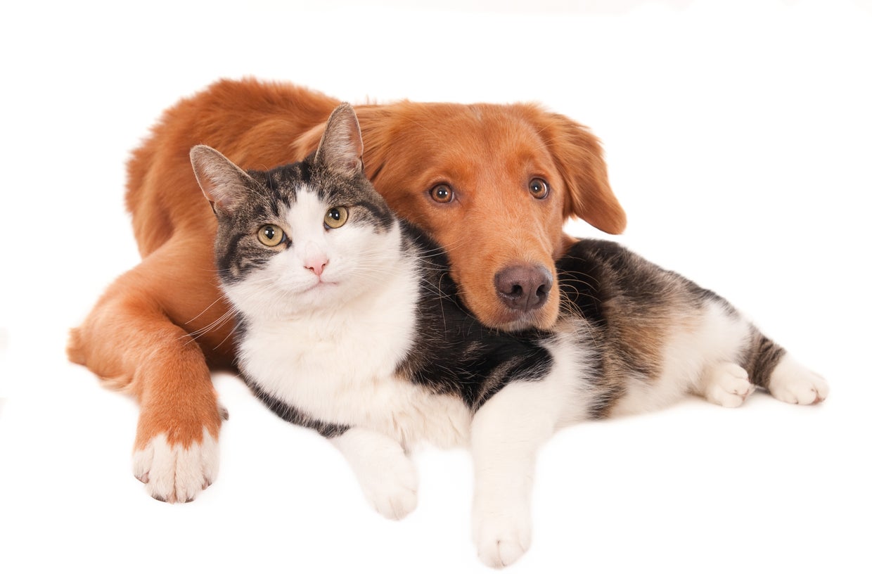 10 common pet health problems -- and how much they cost