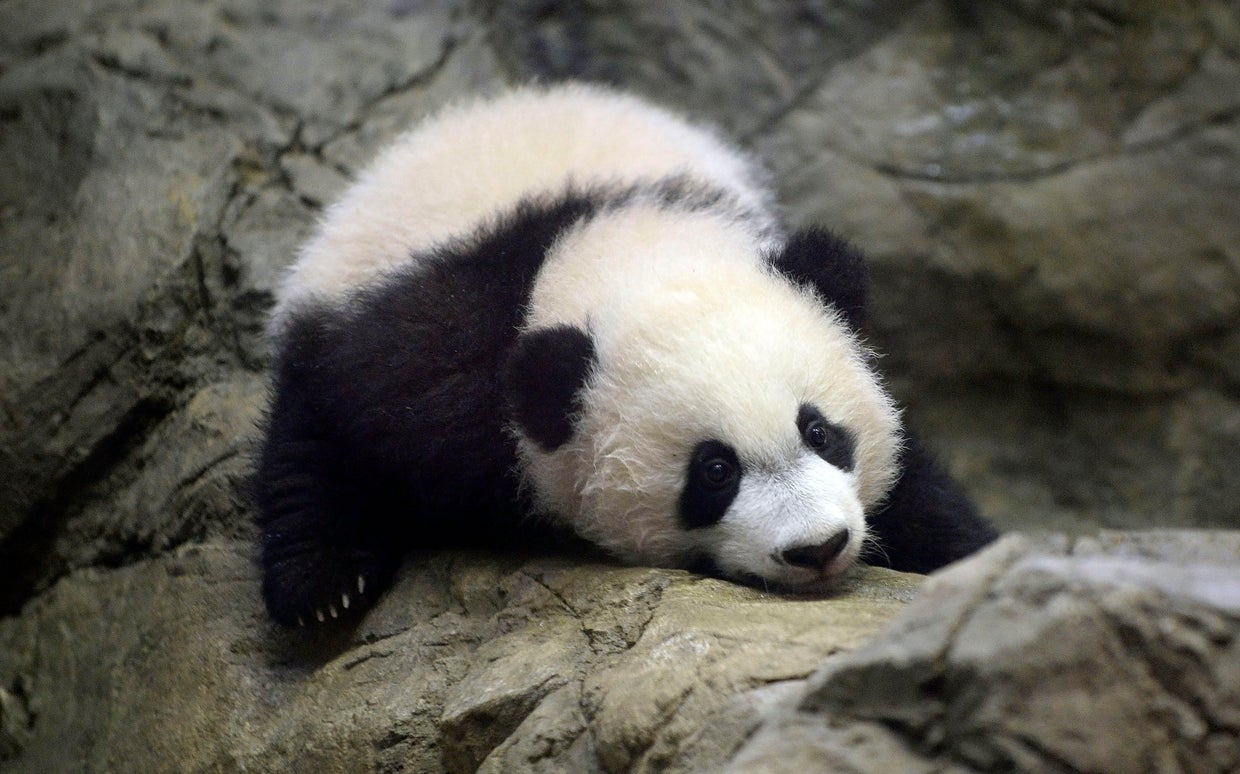 Giant panda Bei Bei turns one