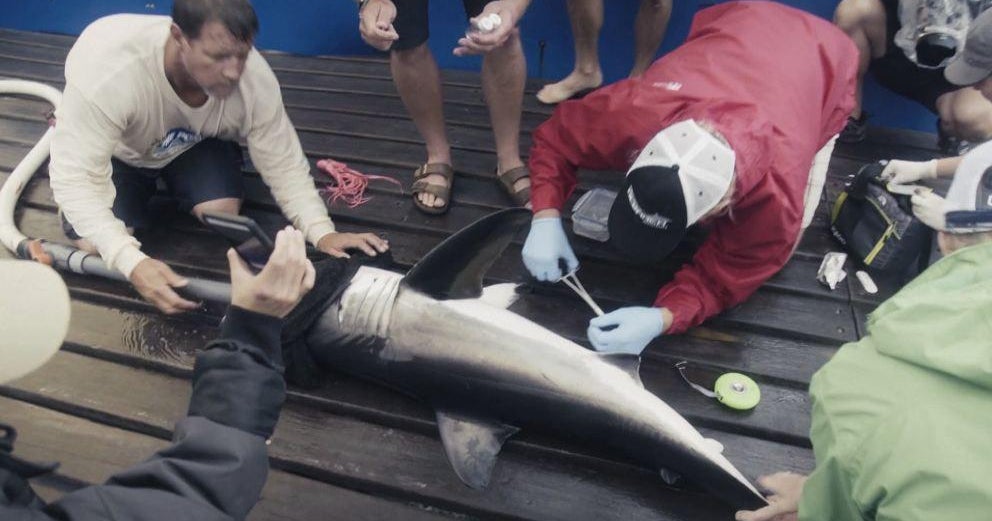 Ocearch: Discovery of first-ever great white sharks nursery found in Montauk, Long Island - CBS News