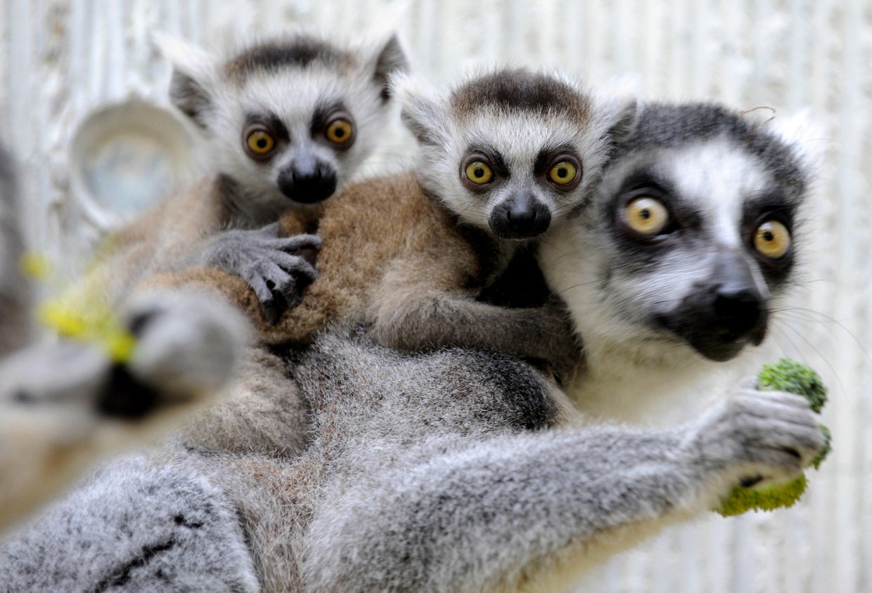Adorable animal twins