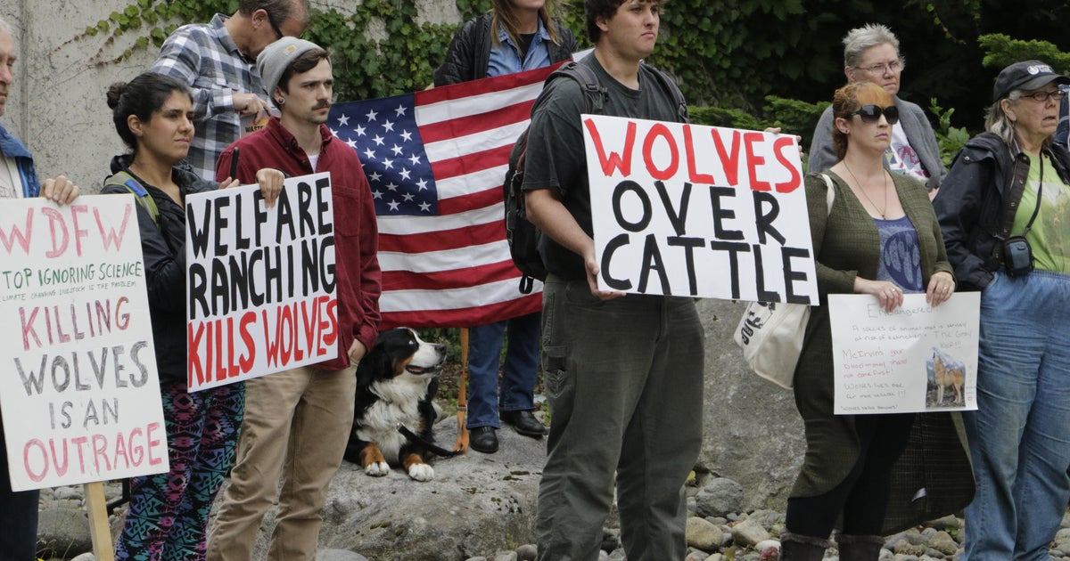 War over wolves in Washington state - CBS News