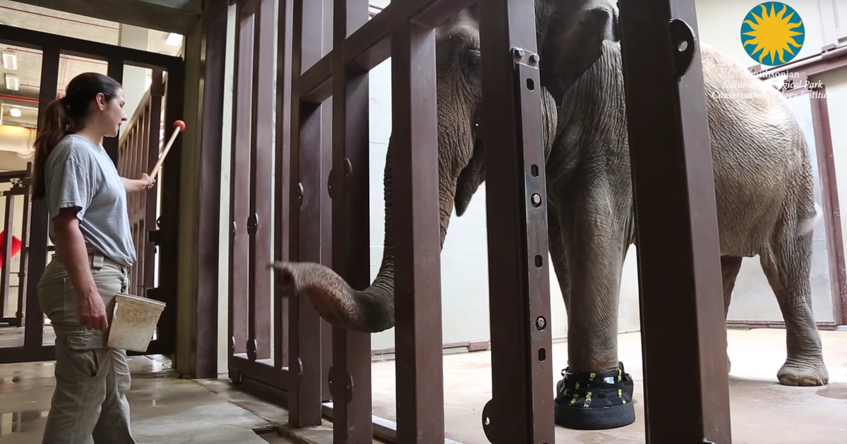Zookeepers get creative in treating elephant with chronic arthritis ...