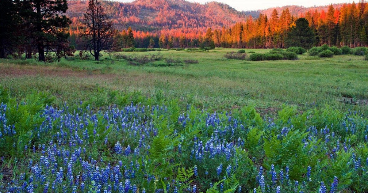 Yosemite National Park in California adding 400 acres of meadow, forest ...