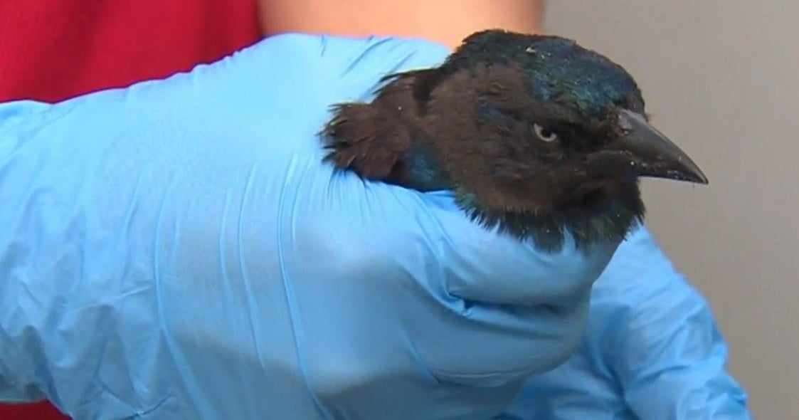 Mystery over why dozens of birds fell from sky in Mass. - CBS News