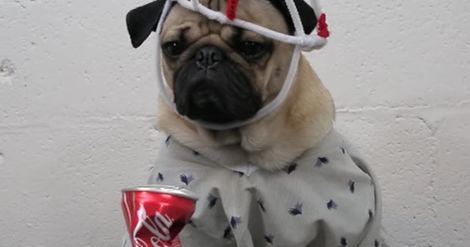 See Doug the Pug as your favorite "Stranger Things" characters - CBS News