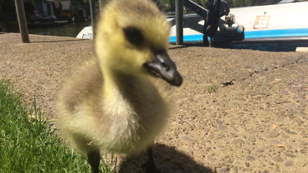 Special bond: A man and his goose - CBS News