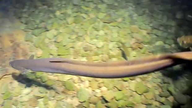 Nature up close: Vortex Spring - CBS News