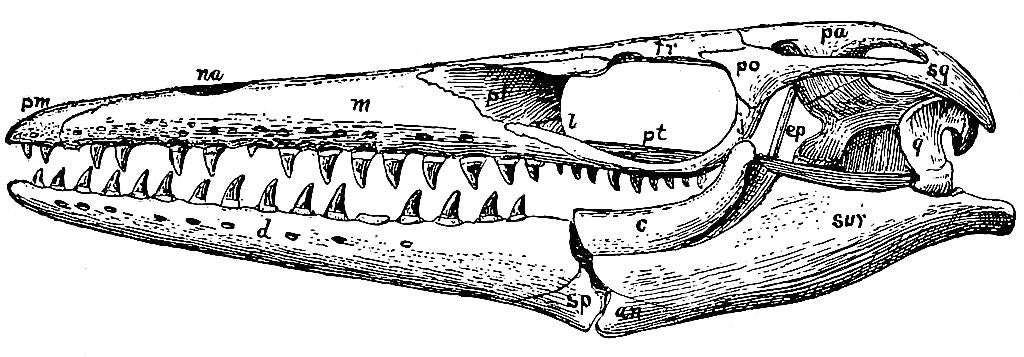 North Dakota fossils could be new species of ancient marine reptile ...