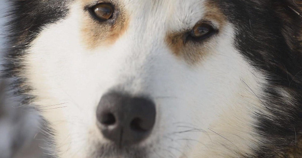 On The Trail: The dogs of Denali National Park - CBS News