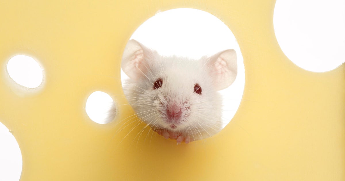 Mice and jet engines have more in common than you think - CBS News