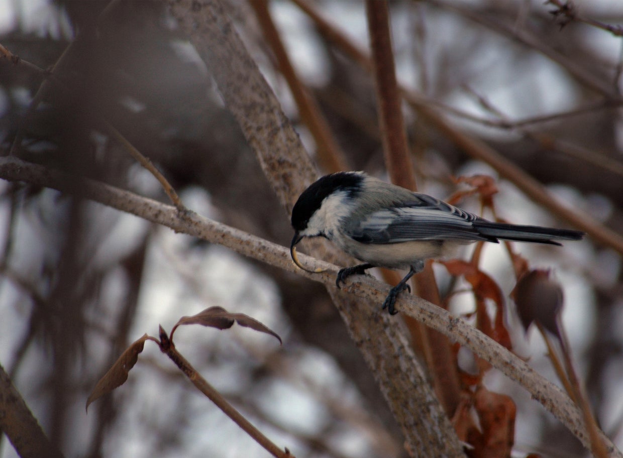 Scientists may have solved mystery of birds with deformed beaks - CBS News