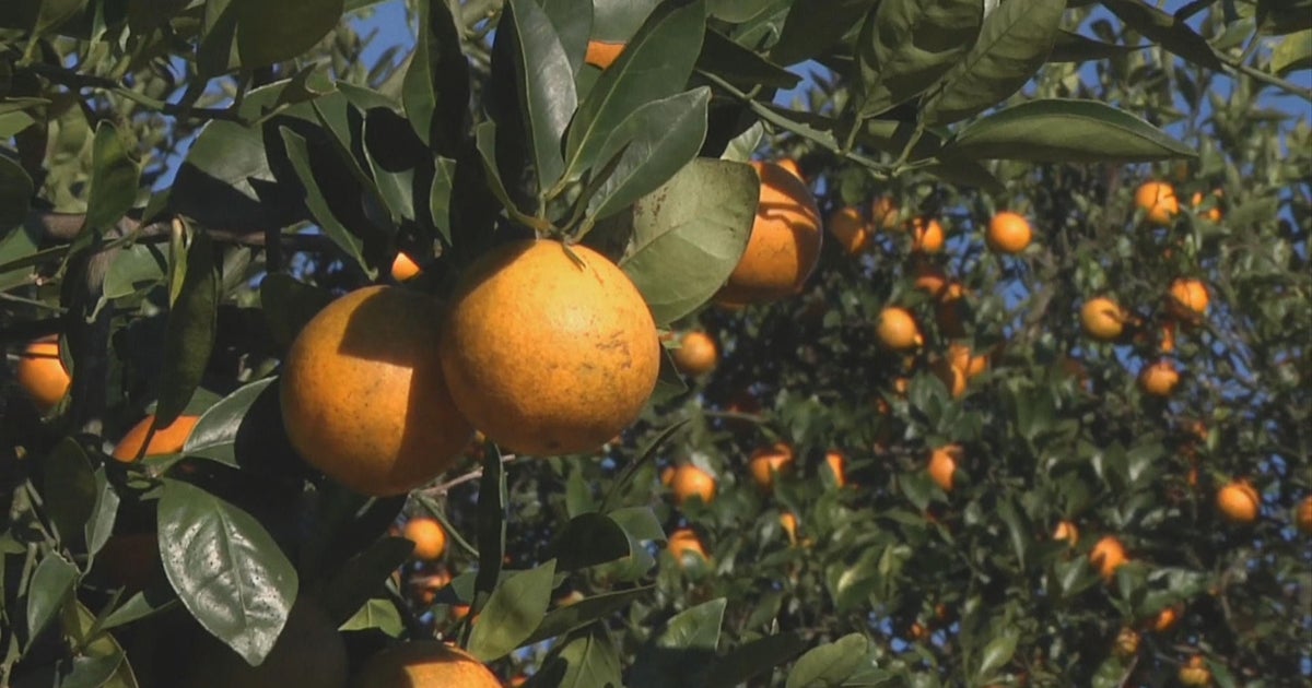 Florida's orange groves are being wiped out by tree-killing bacteria ...