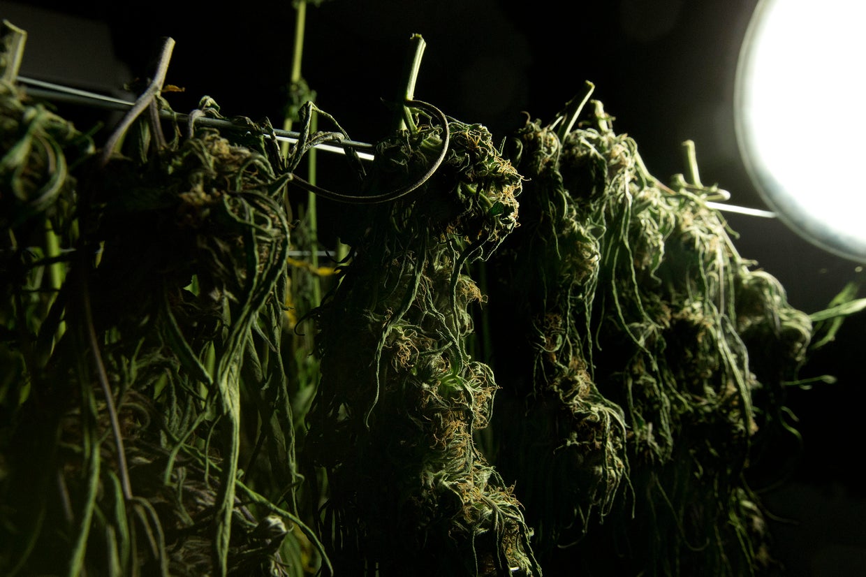 California's pot farmers