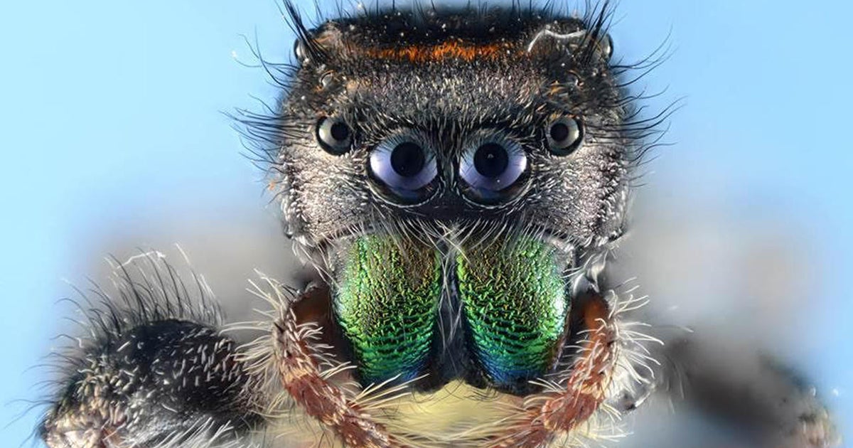 Nature up close: Spiders! - CBS News