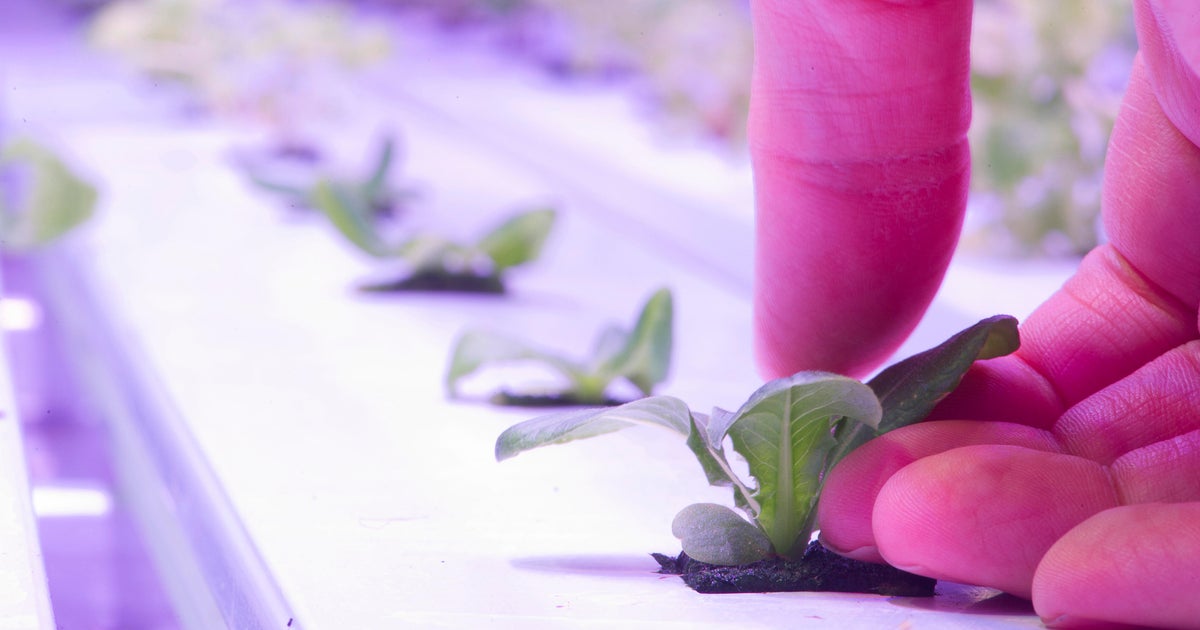 Arctic farmers defy icy conditions with hydroponics - CBS News