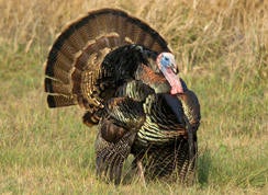 Nature up close: Elk and wild turkeys - CBS News