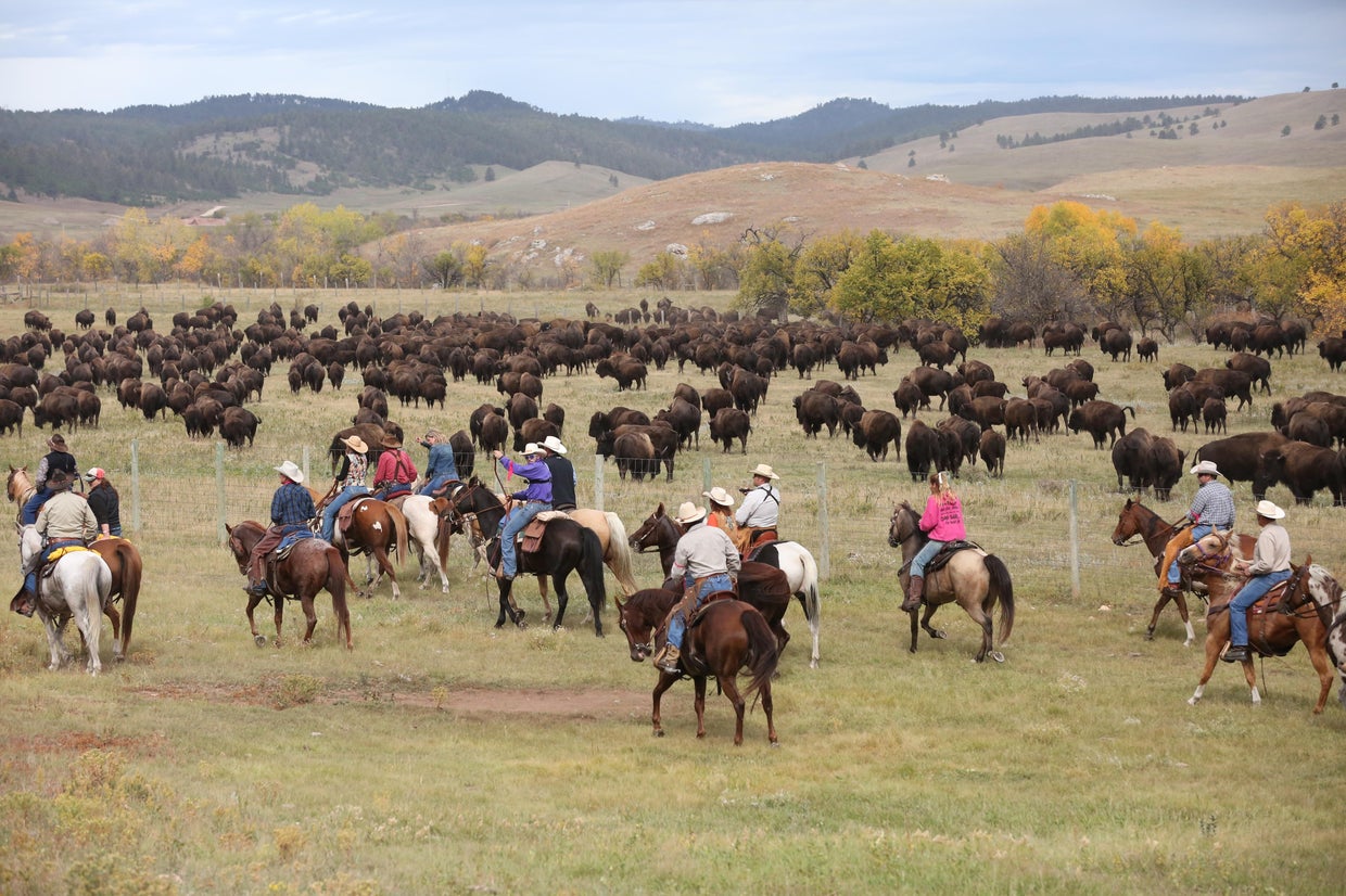 Inside the Custer State Park Buffalo Roundup