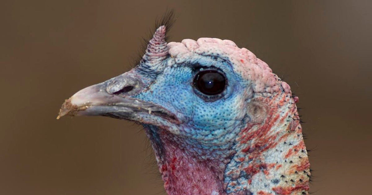 "Aggressive" turkeys becoming a problem in Massachusetts, police warn ...