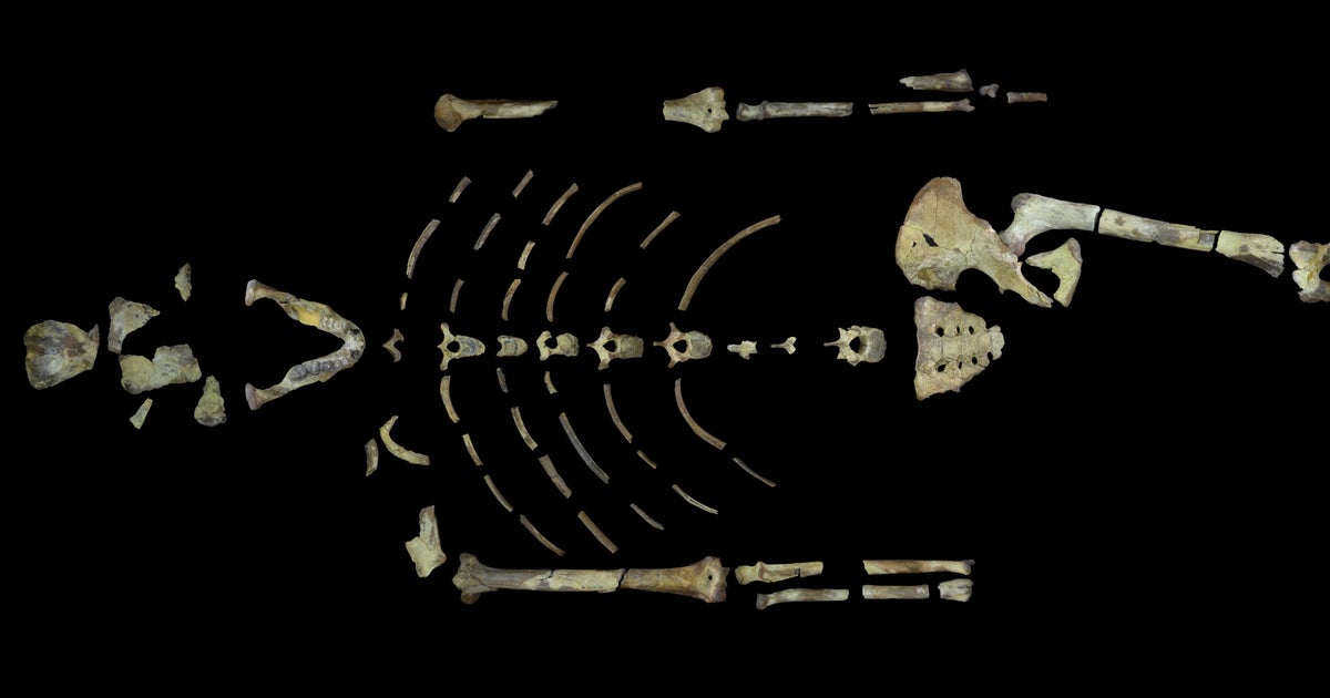 Human ancestor "Lucy" was a tree climber, evidence suggests - CBS News