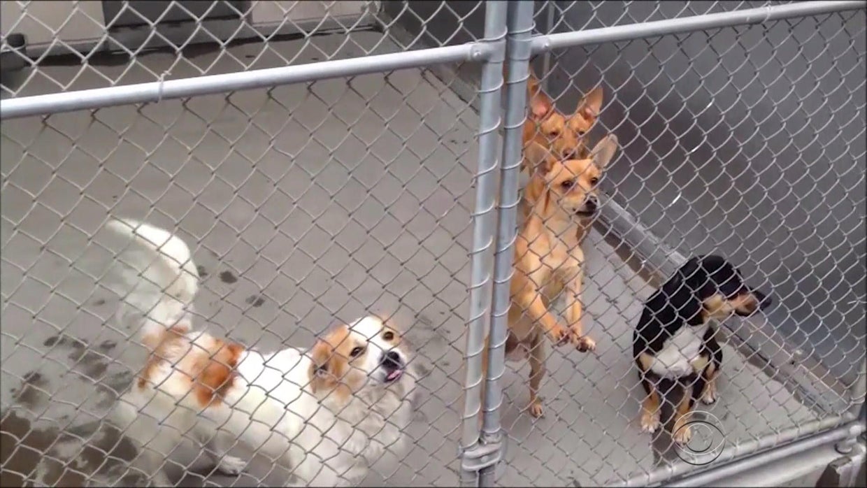 California pet adoptions: Kim Pacini paying adoption fee for December ...