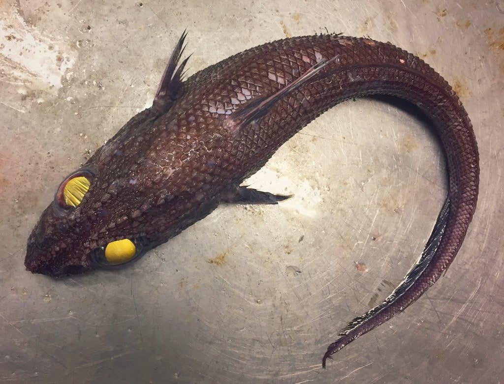 Crazy-looking fish from the deep sea