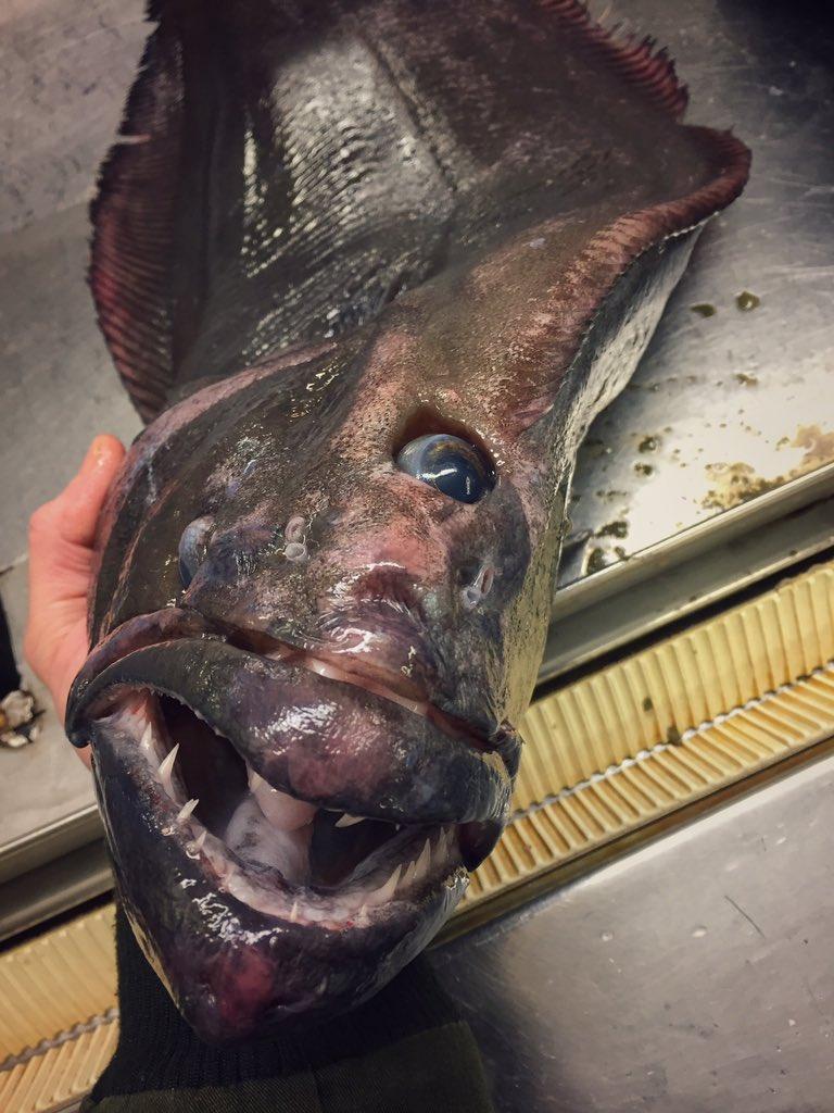 Crazy-looking fish from the deep sea