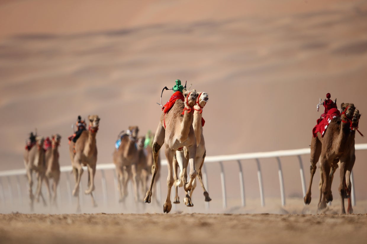 Camel racing in the UAE