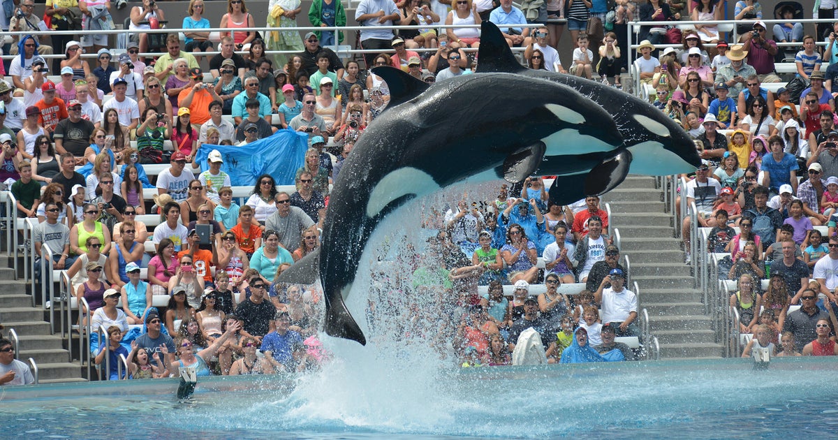 SeaWorld stock rises on new Chinese investment - CBS News