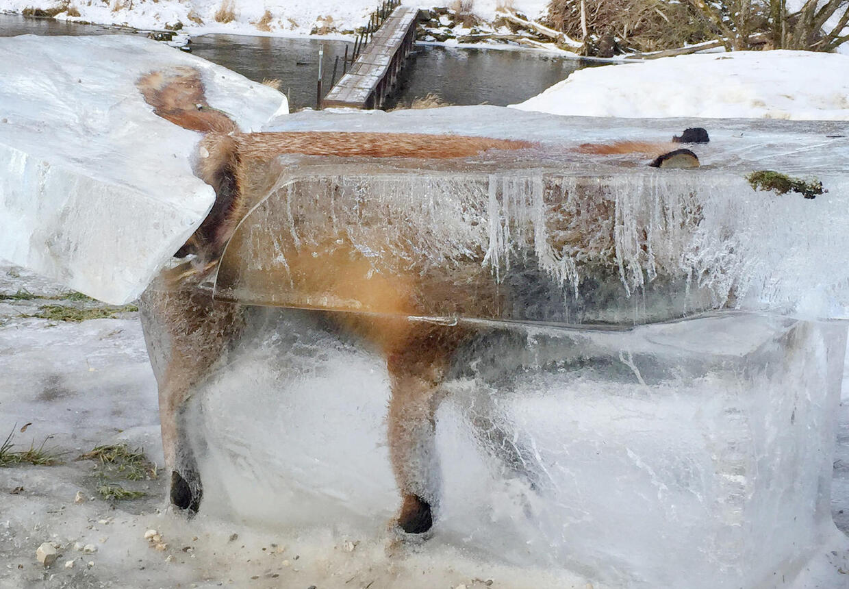 Frozen fox in block of ice displayed by hunter in Germany in warning ...