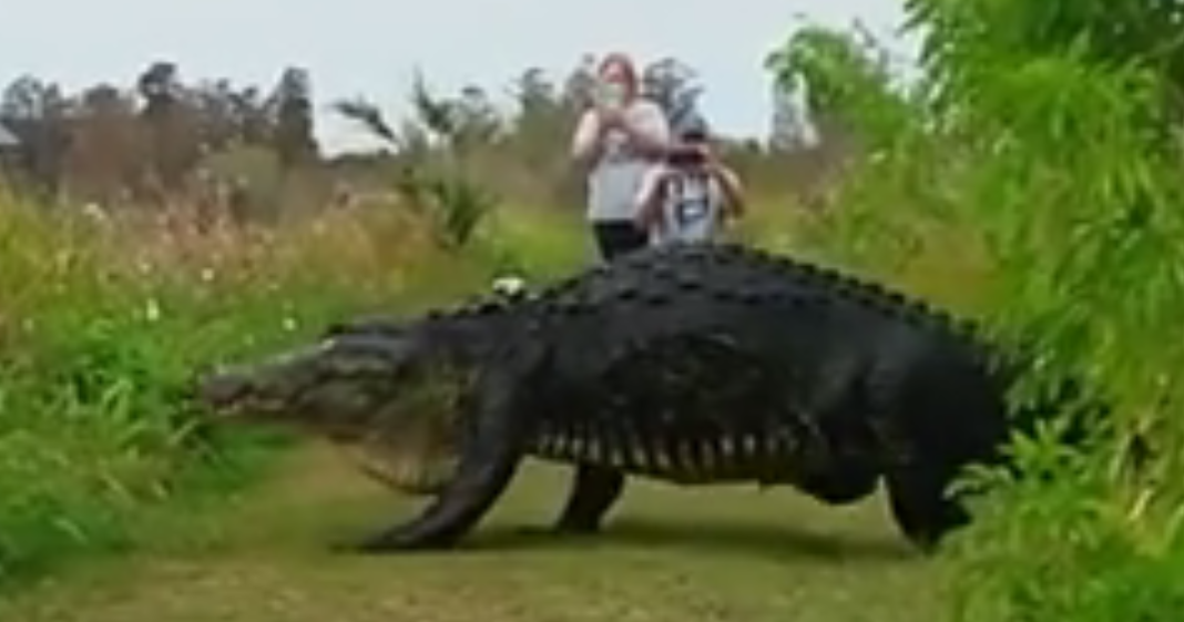 Video captures massive Florida gator on stroll in Florida reserve - CBS ...
