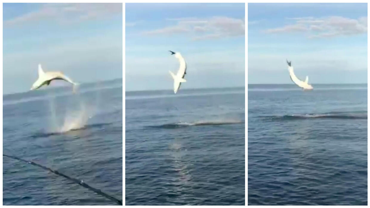 Fishermen off coast of Florida spot mako shark doing flips through the ...