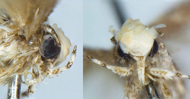 Small honor: Tiny moth named for Trump - CBS News