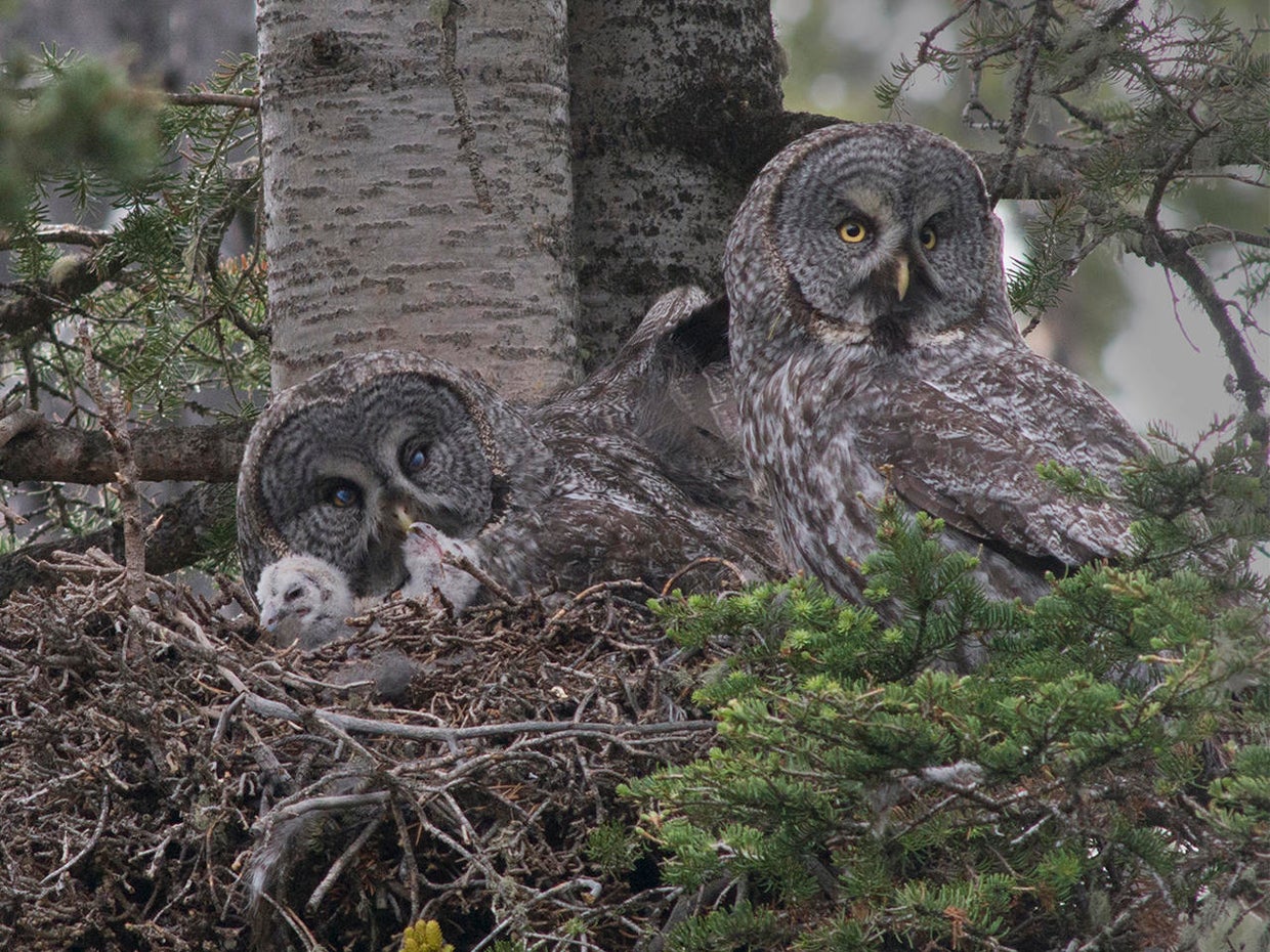 Nature up close: Short-eared Owls - CBS News