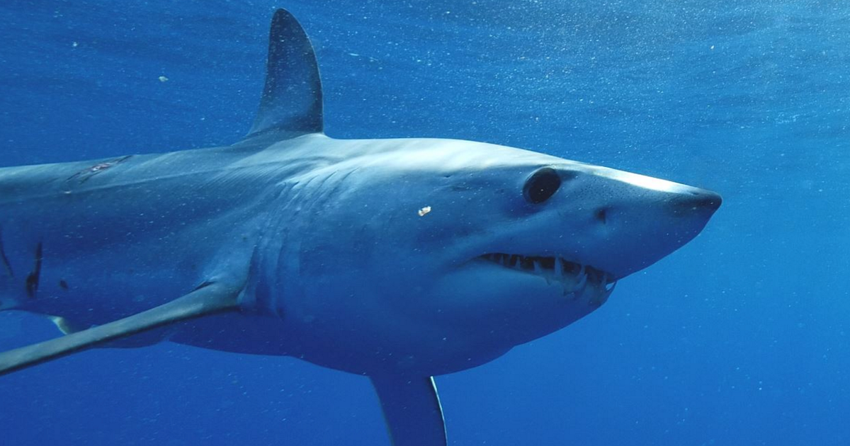 Tagged shark breaks travel distance record - CBS News