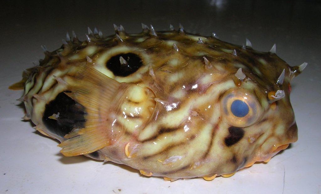 Crazy-looking fish from the deep sea