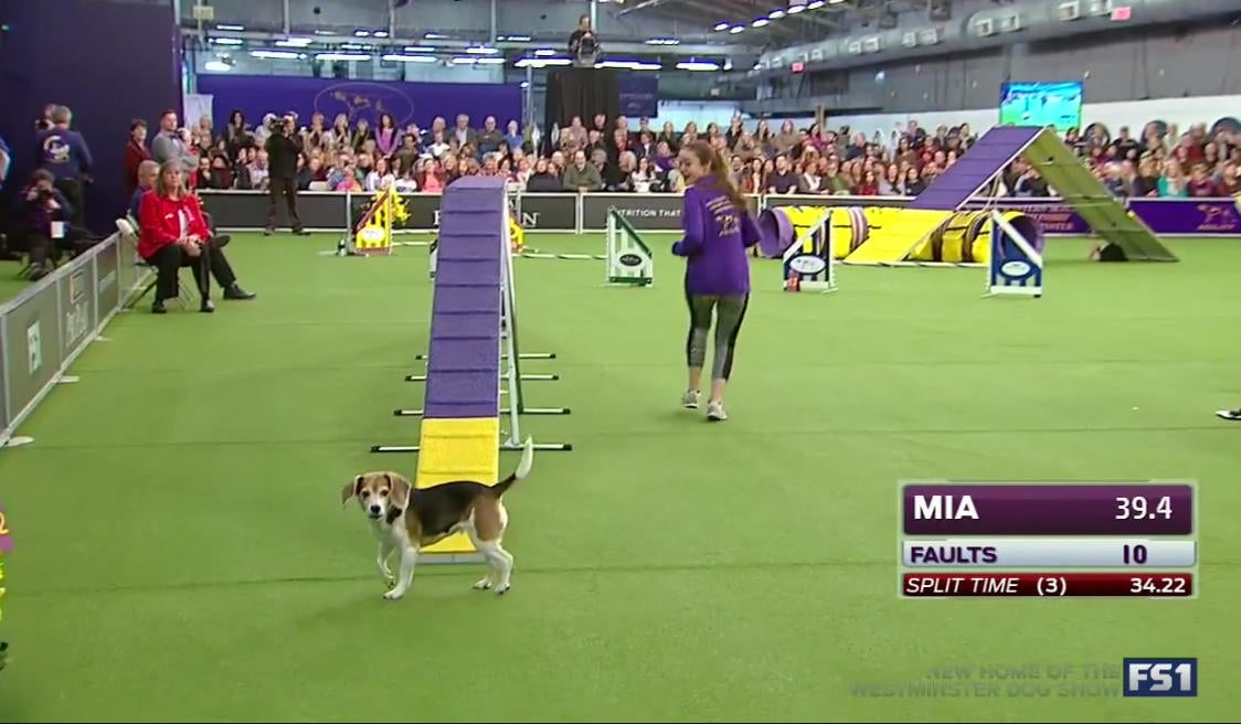 Westminster Kennel Club Dog Show 2017