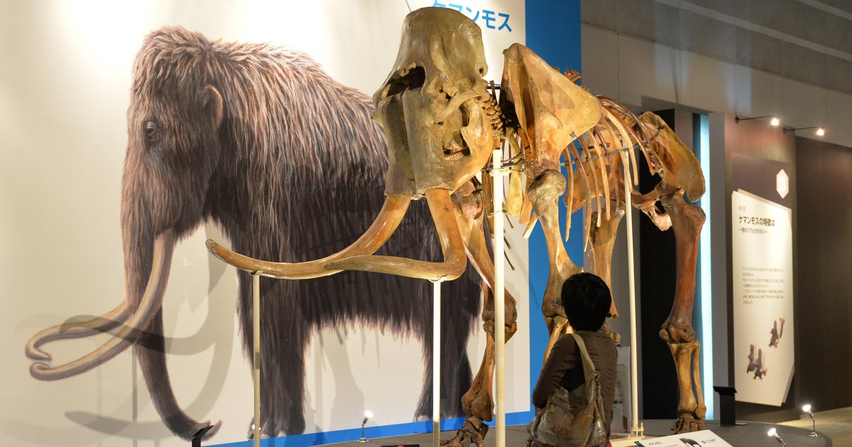 Harvard scientists aiming to bring back the woolly mammoth - CBS News