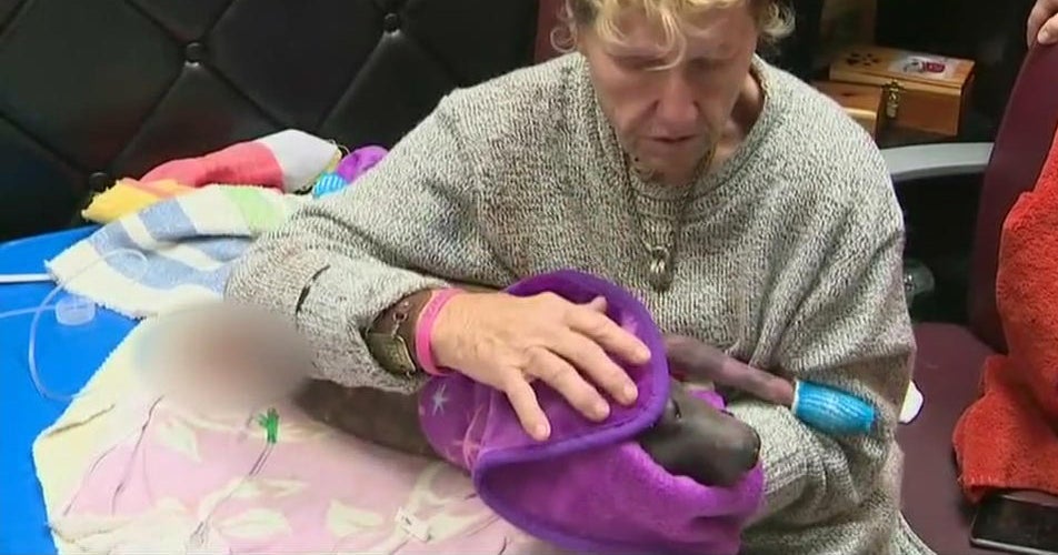 California dog, puppies killed by angry swarm of bees - CBS News