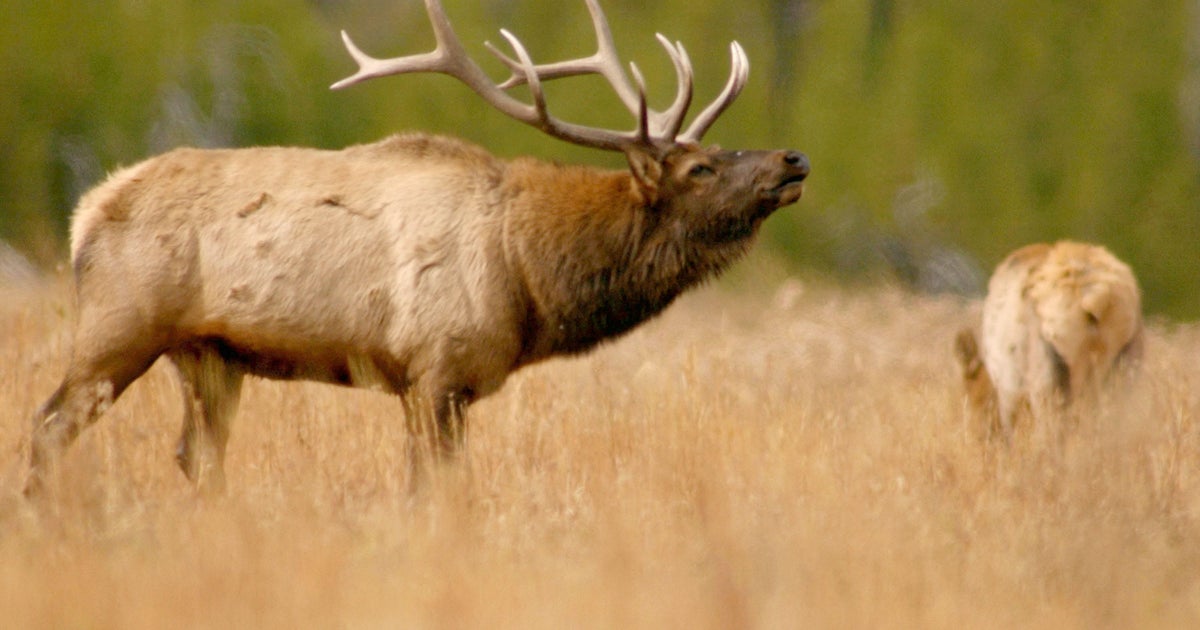 Man with drone causes 1,500 elk to stampede in Wyoming - CBS News