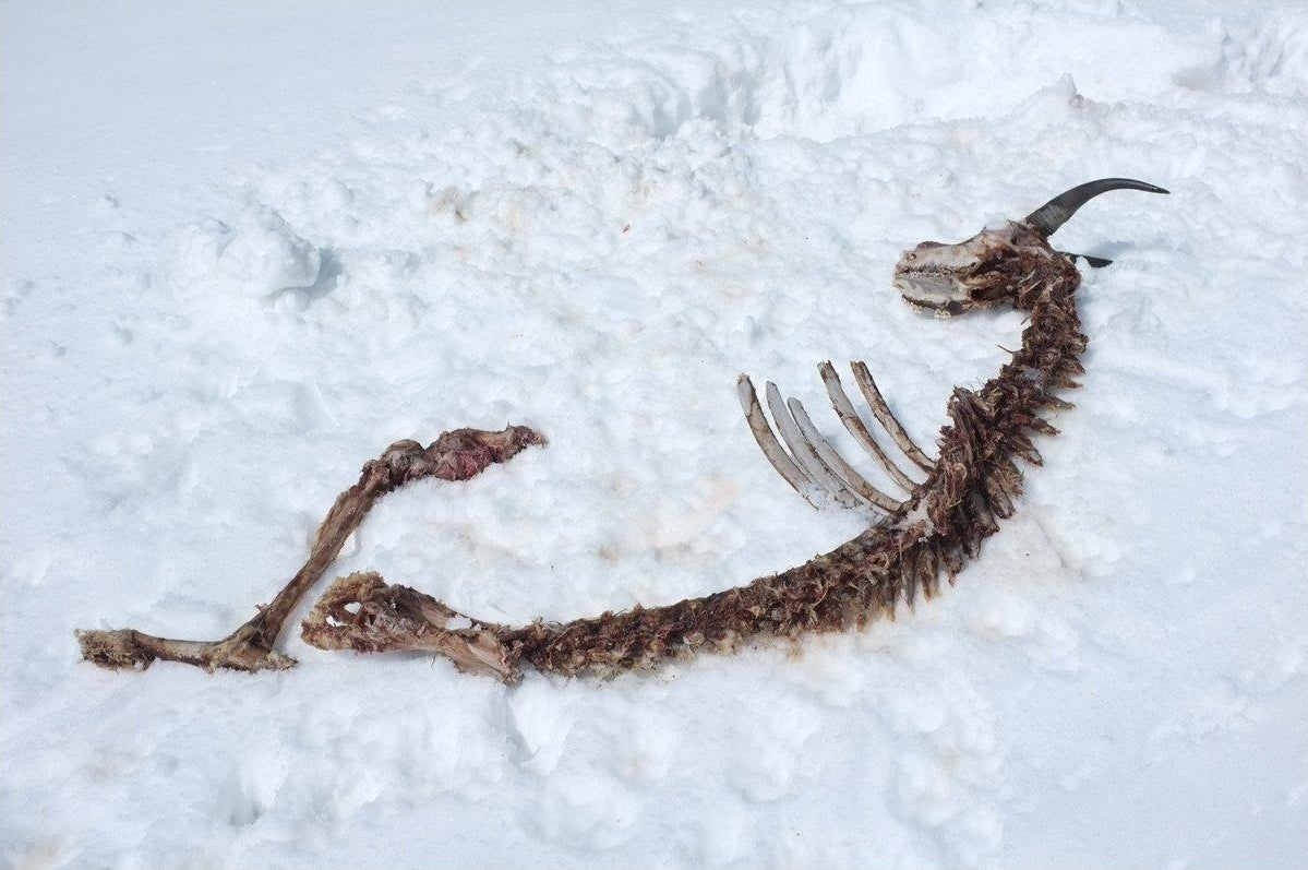 #bestcarcass dead animal photos you cannot unsee (GRAPHIC IMAGES)