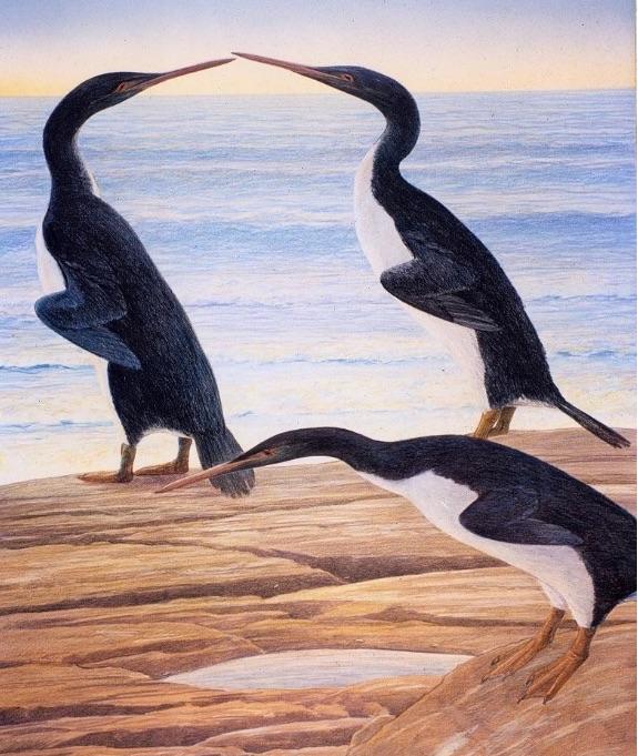 Giant prehistoric penguins evolved during the dinosaur age - CBS News
