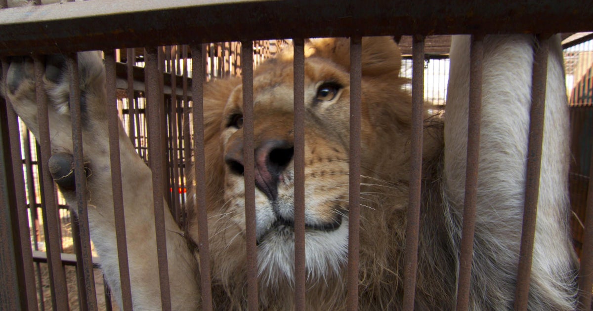 33 lions rescued in largest airlift of its kind - CBS News