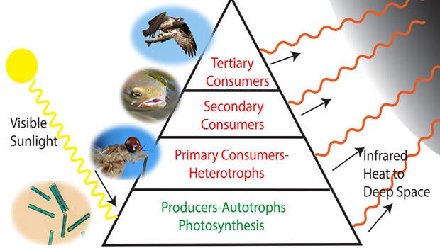 Nature up close: Keystone species - CBS News