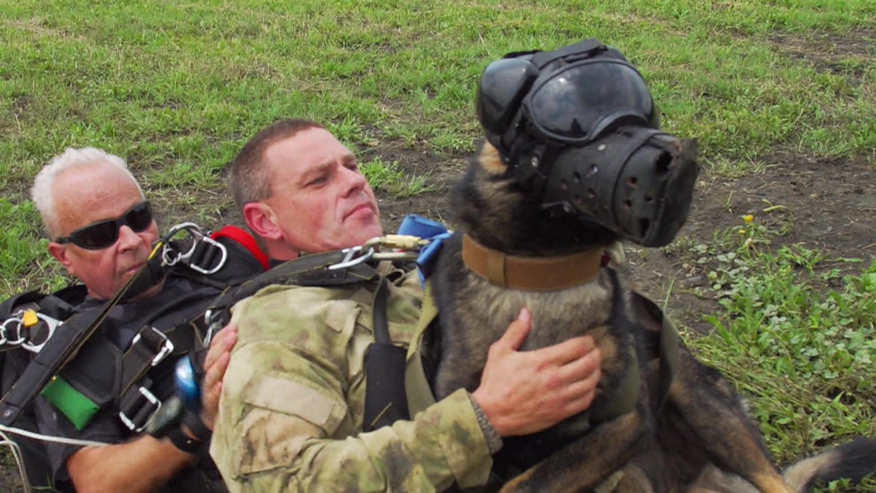 Skydiving Dog 6 Things You Didn't Know About Skydiving! Skydive Bay