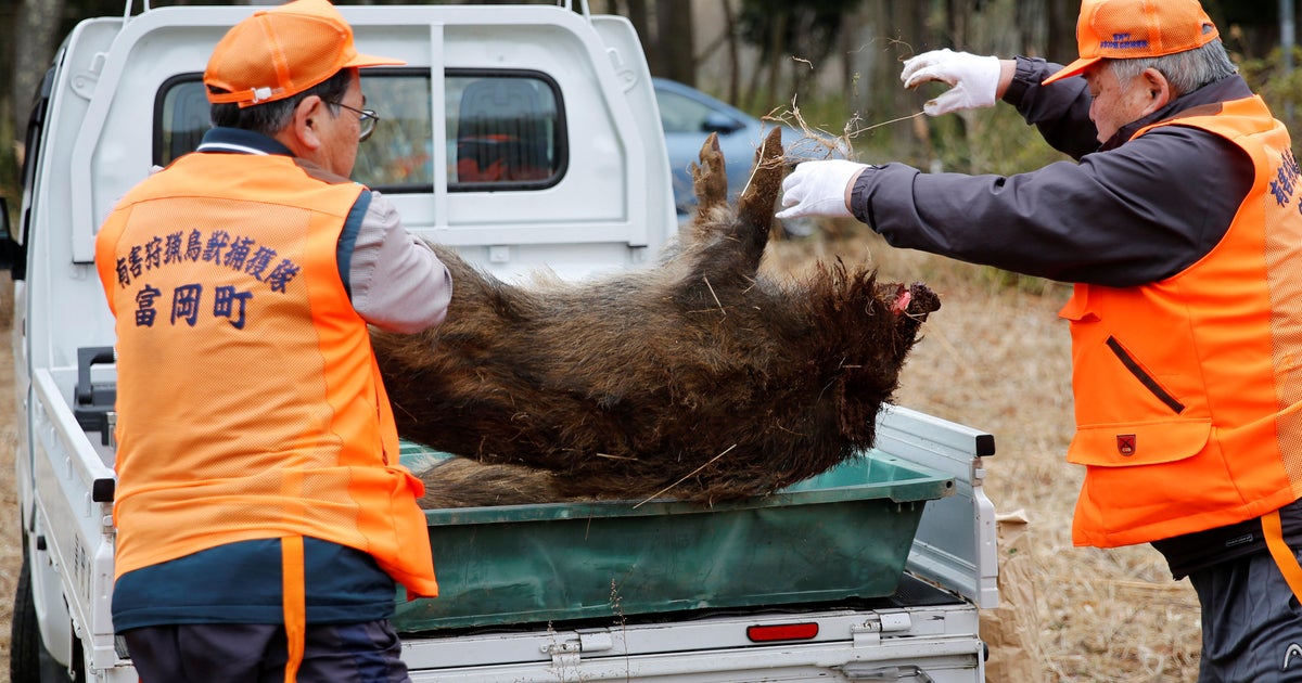 Potentially radioactive wild boars worry Fukushima - CBS News