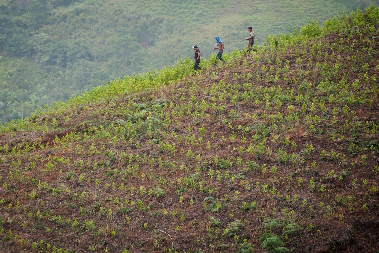 White House report reveals Columbia’s Coca plant production increases ...