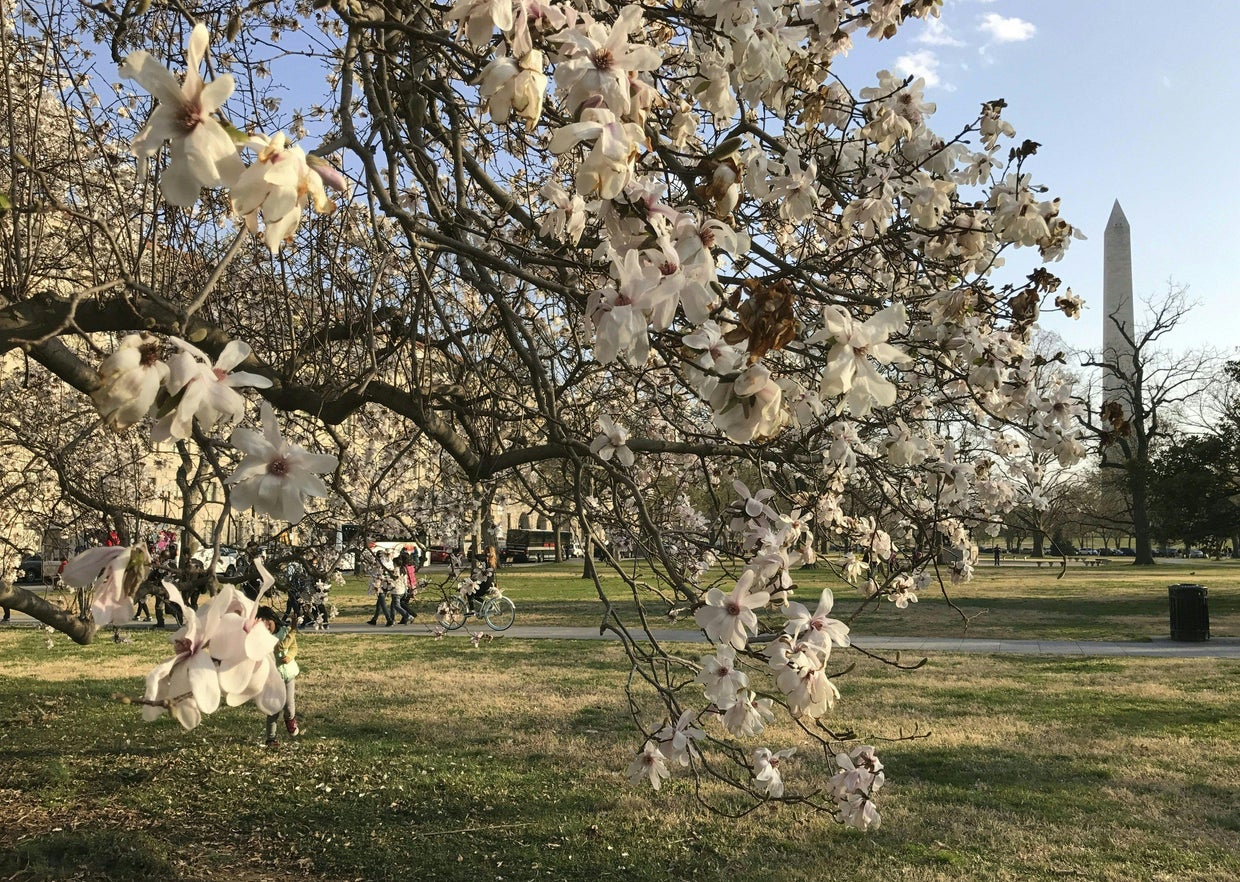 Super bloom: Spectacular spring flowers of 2017